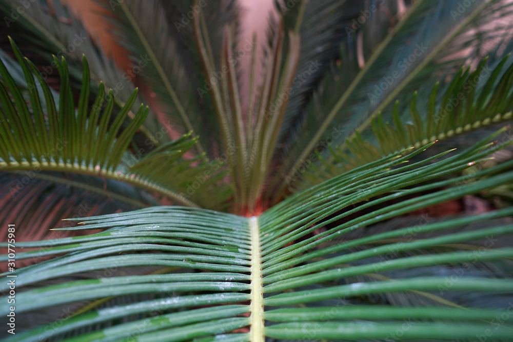 Green leaves of Japanese Sago palm tree (Cycas revoluta) the foliage ...