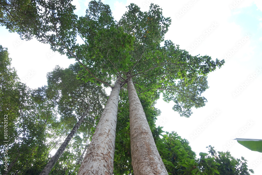 Very large rubber tree, Dalatus Roxb trees from Dipterocarpus family ...