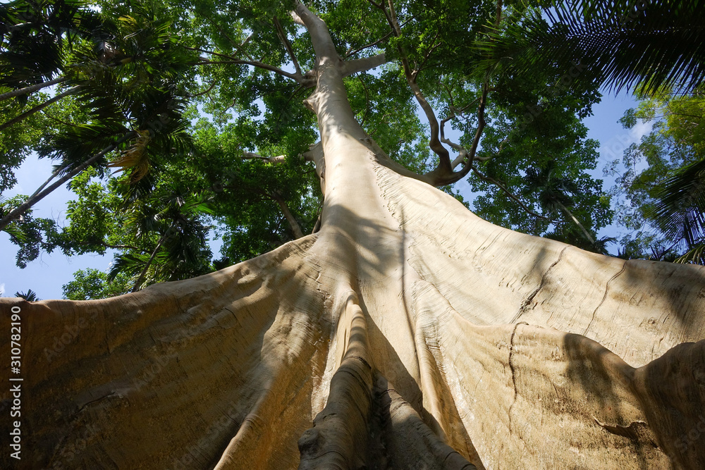 300 years old giant bee tree was found in the betel nut forest , Ban ...