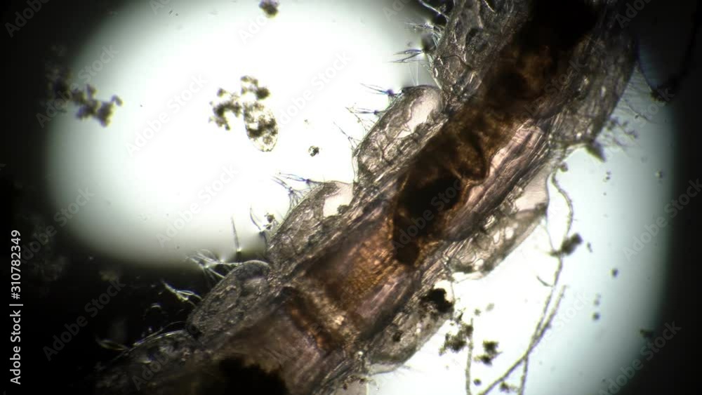 Vidéo Stock Mosquito larva Chaoborus moves in dirty water close-up in ...