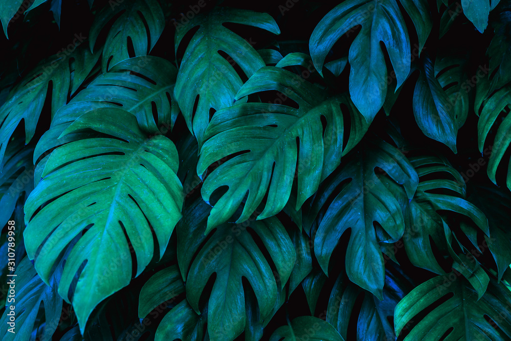 green monstera leaf background, tropical leaf, abstract green leaf ...
