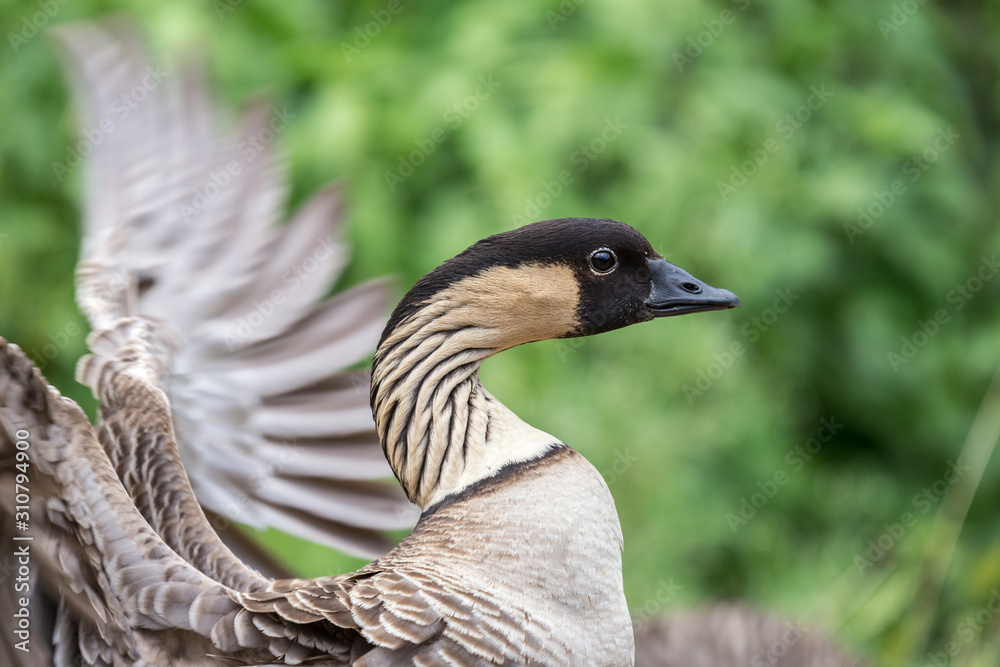 The nene also known as nēnē and Hawaiian goose, is a species of bird ...