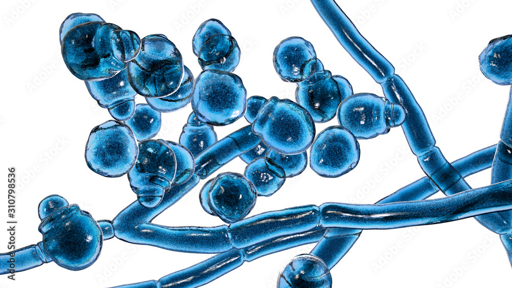 Stock-illustrationen Microscopic fungi Malassezia furfur, 3D ...