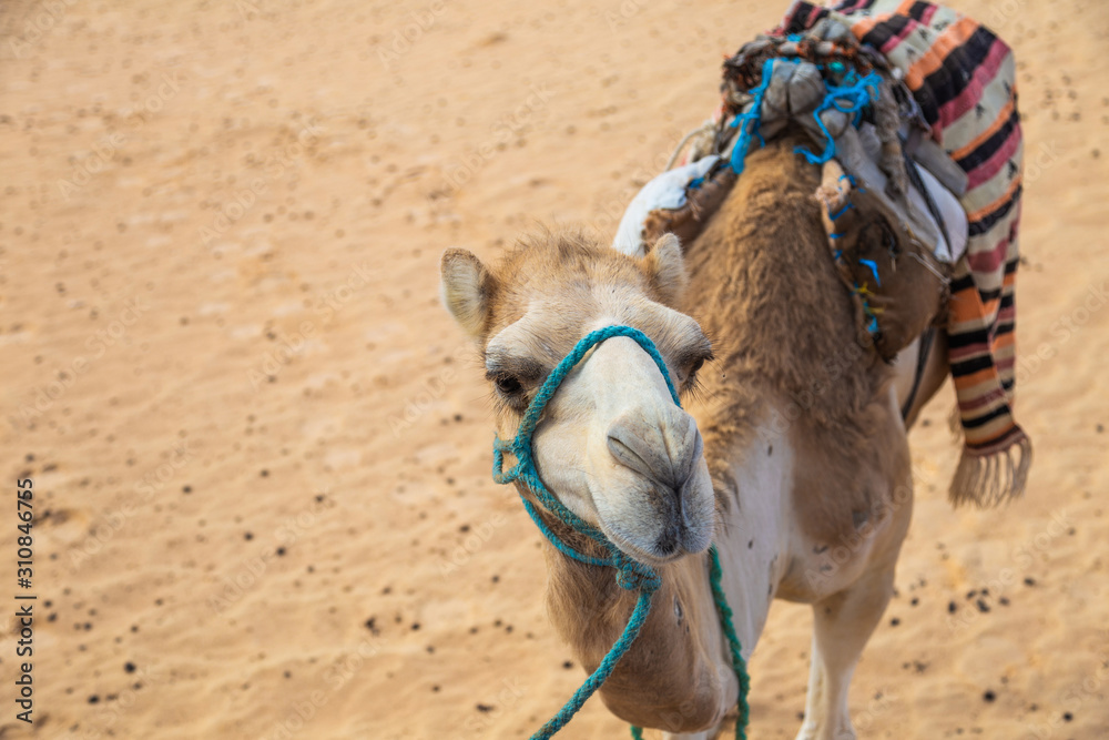 Point of view photography of head of brown camel at desert landscape ...