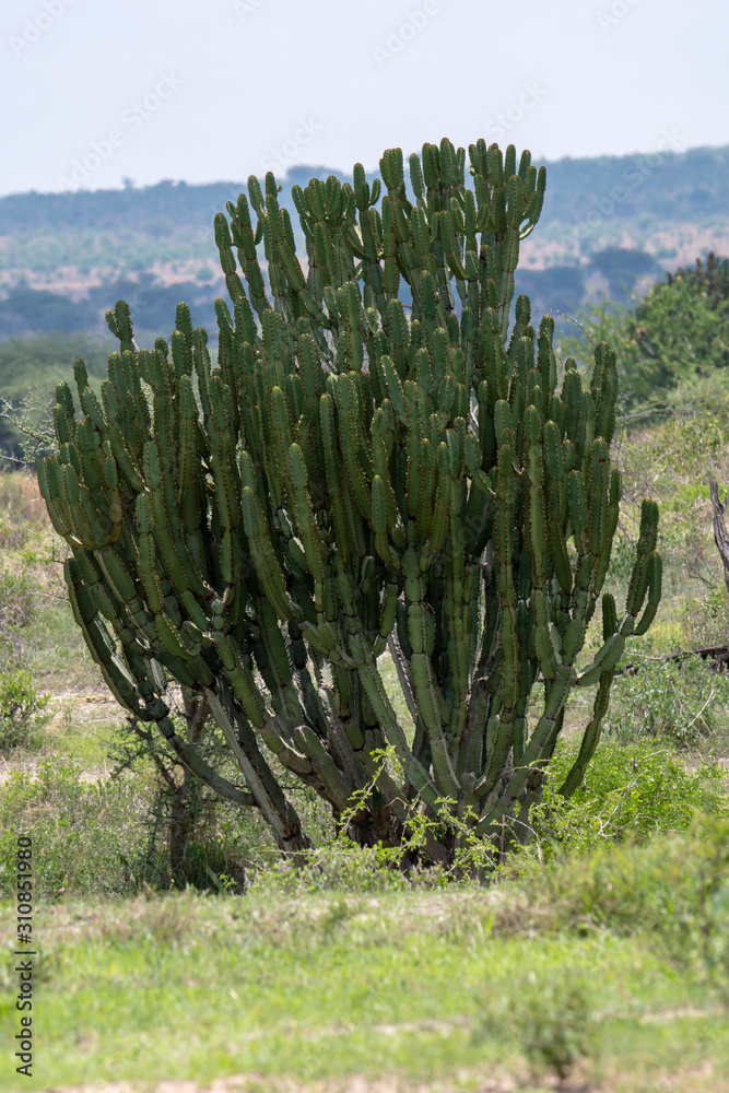 Giant african cactus (spurge or euphorbia) in african savanna, Tanzania ...