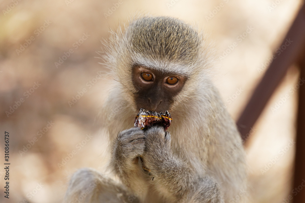 Sad facial expression on this little vervet monkey holding a sweet ...