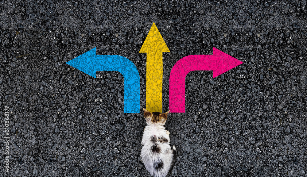 little kitty standing next to three direction arrow choices, left ...