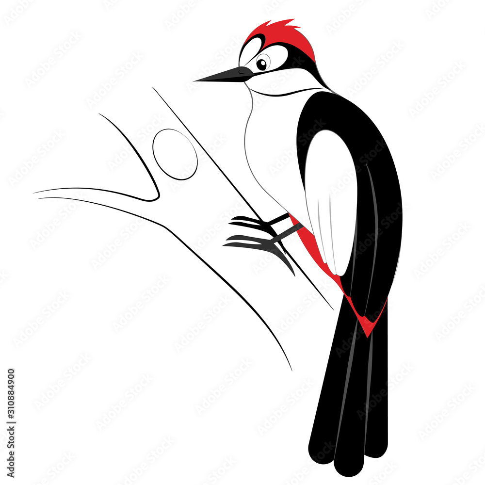Cartoon woodpecker. Vector illustration on a white background. Drawing ...
