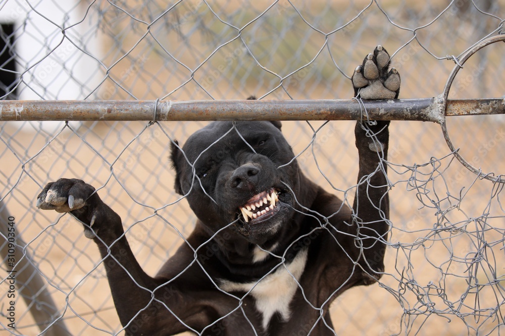 Pitbull terrier biting the wire fence aggressively showing his teeth ...