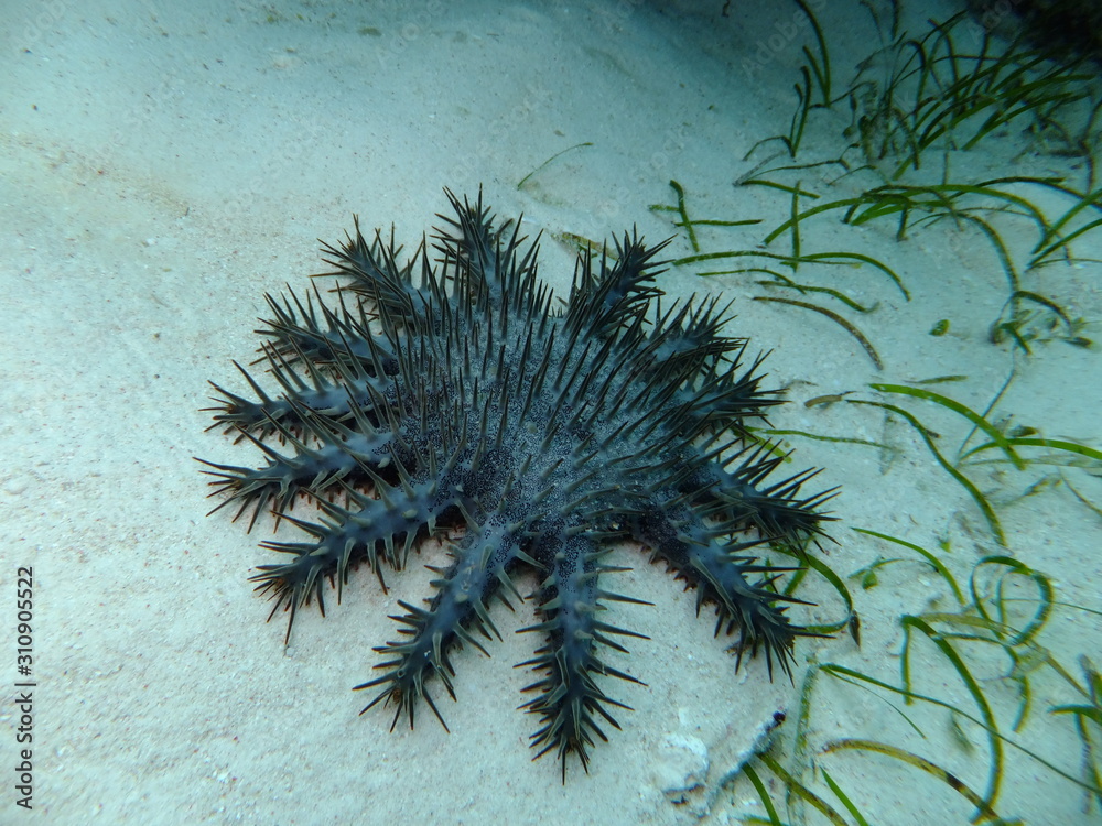 Crown-of-Thorns starfish (Acanthaster solaris), Panglao, The ...