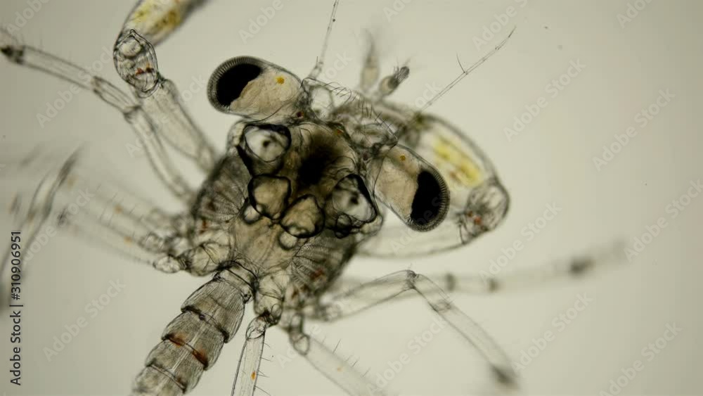 The crab larva under the microscope, at the megalope stage, has already ...