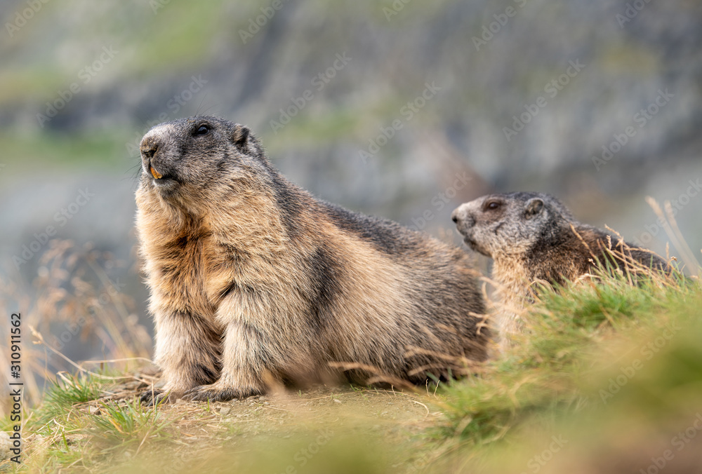 Murmeltier (Marmota) in den Alpen Stock Photo | Adobe Stock