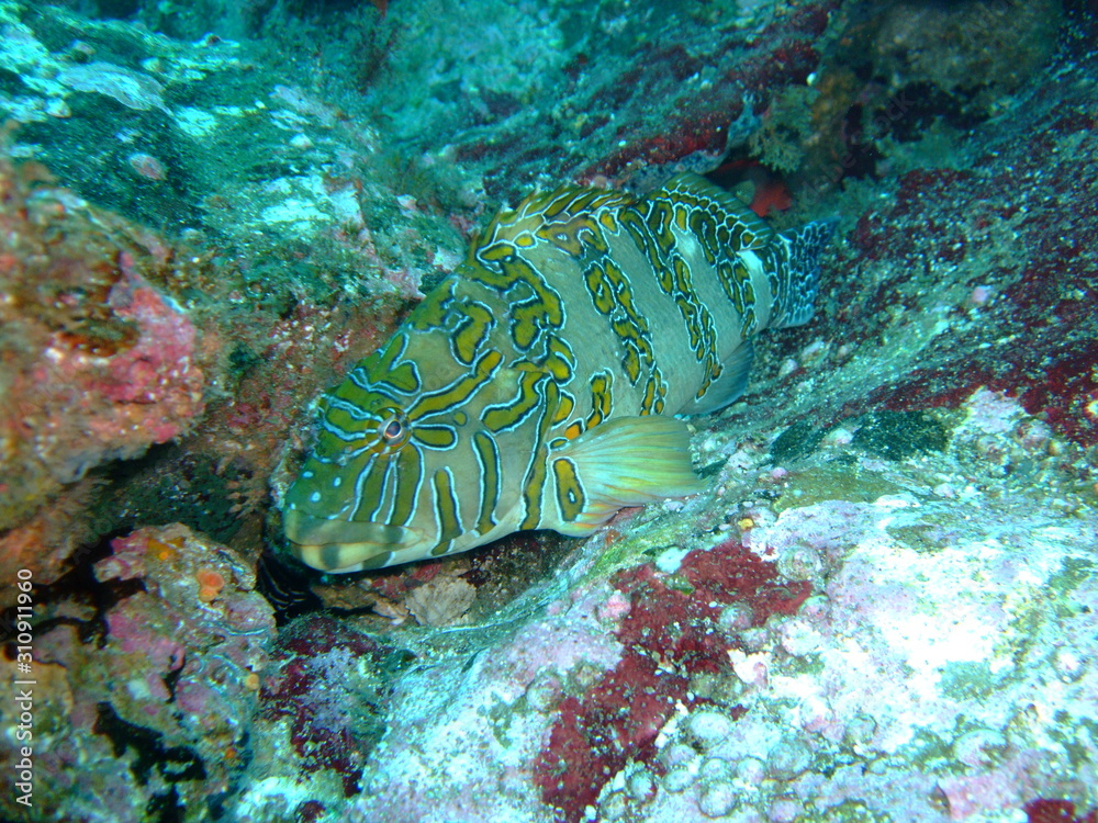 Giant hawkfish (Cirrhitus rivulatus), Cocos Island, Costa Rica Stock ...