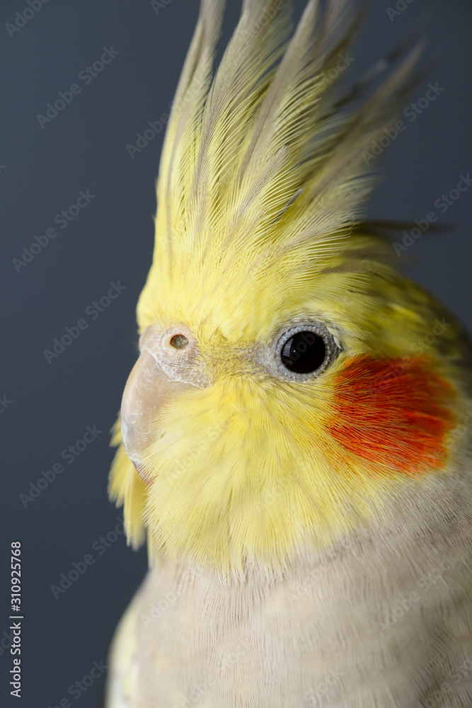 Female Pearl Cockatiel