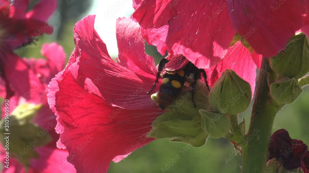 Sphecius speciosus in family Crabronidae, cicada killer or cicada hawk ...