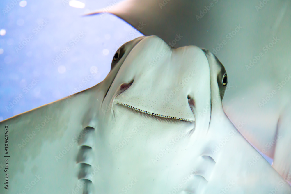 Stingray East American bull, American cownose ray, floating on a blue ...