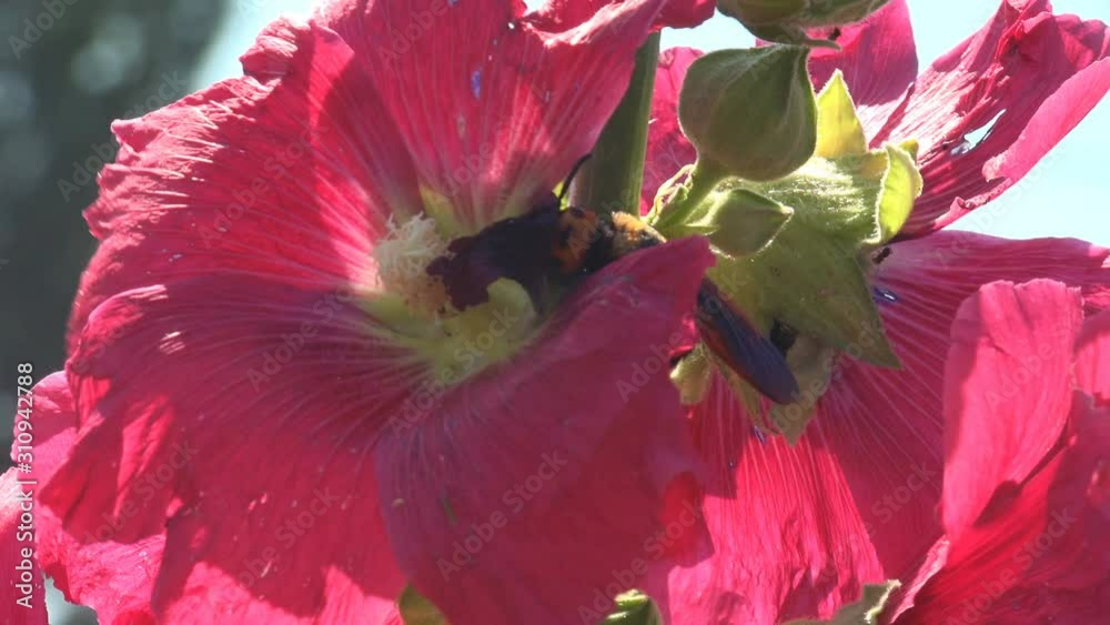 Sphecius speciosus in family Crabronidae, cicada killer or cicada hawk ...