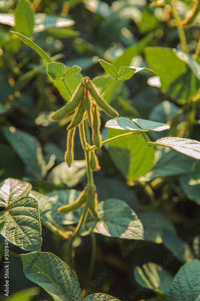 soybean plant. Field of soybeans and beans on the trunks of plants ...