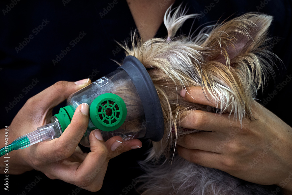 Preoxygenation technique in dog with oxygen mask. Doctor prepares dog ...