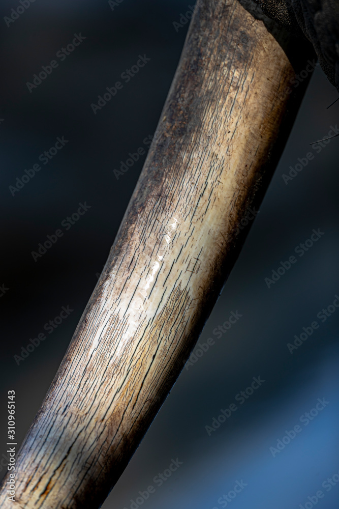 Tusk Stock Photo | Adobe Stock