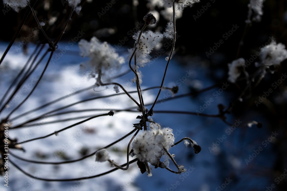 Pretty winter flower in a garden surrounded by snow Stock Photo | Adobe ...