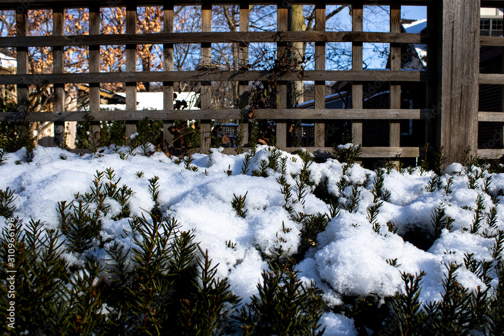Snow on bushes with a fence behind Stock Photo | Adobe Stock