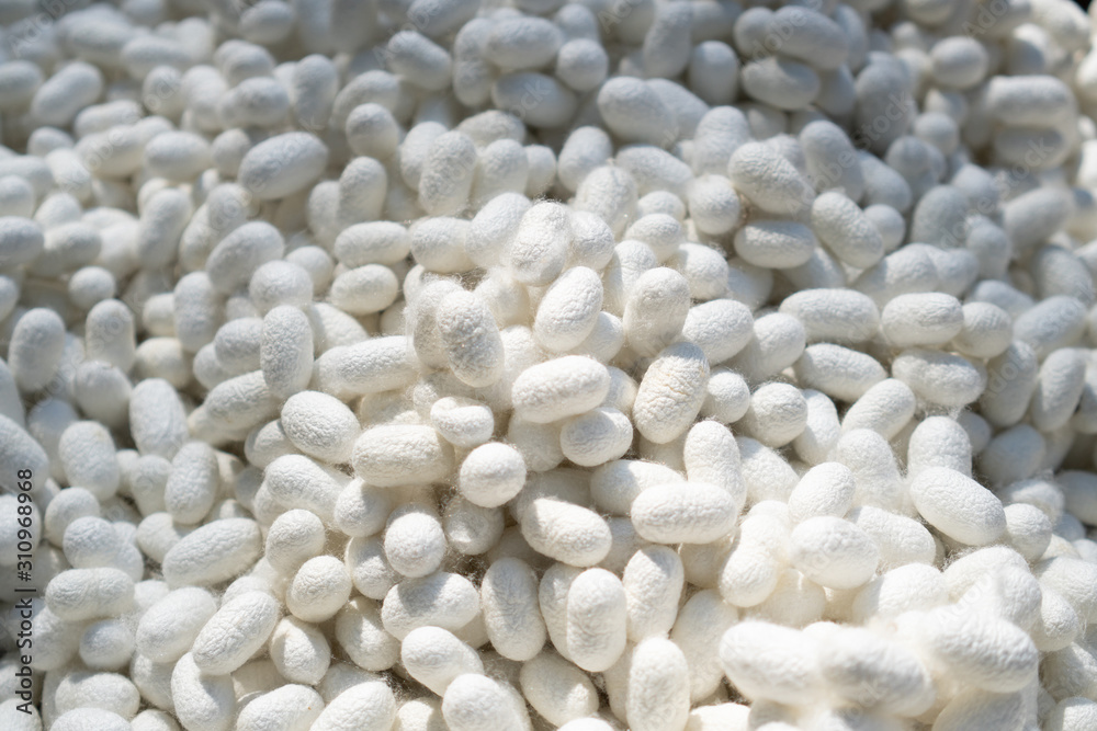 Silk Cocoon Processing