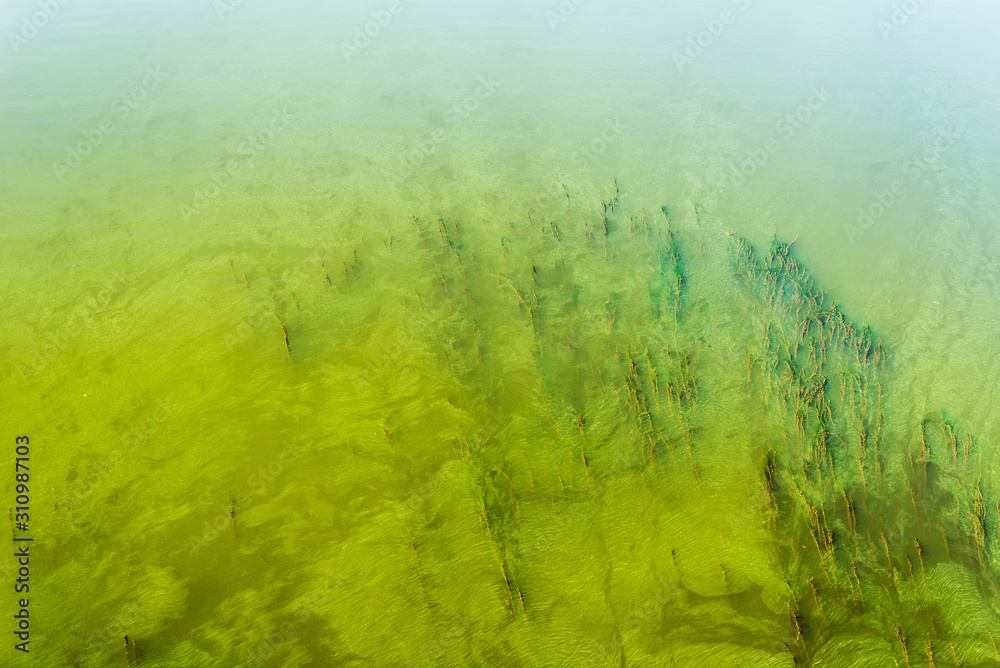 green algae on the surface of the water. flowering water as background ...