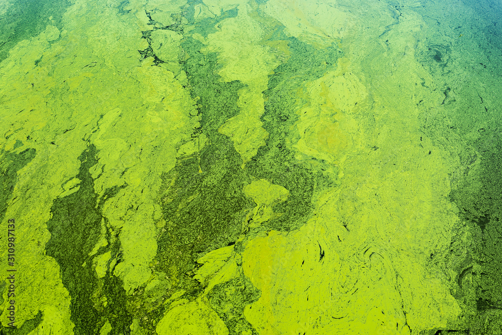 green algae on the surface of the water. flowering water as background ...