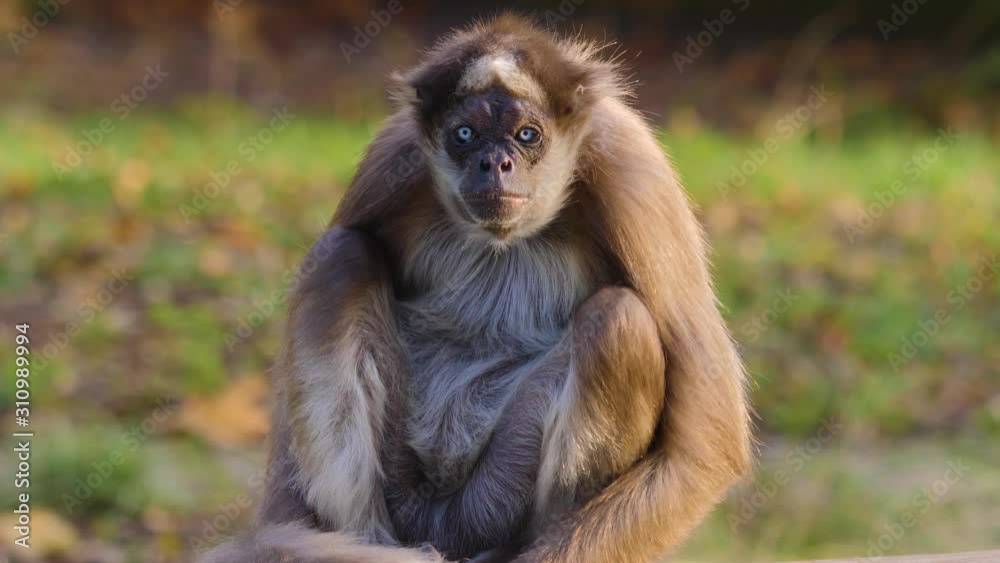 Close up of spider monkey sitting down and looking around and ...