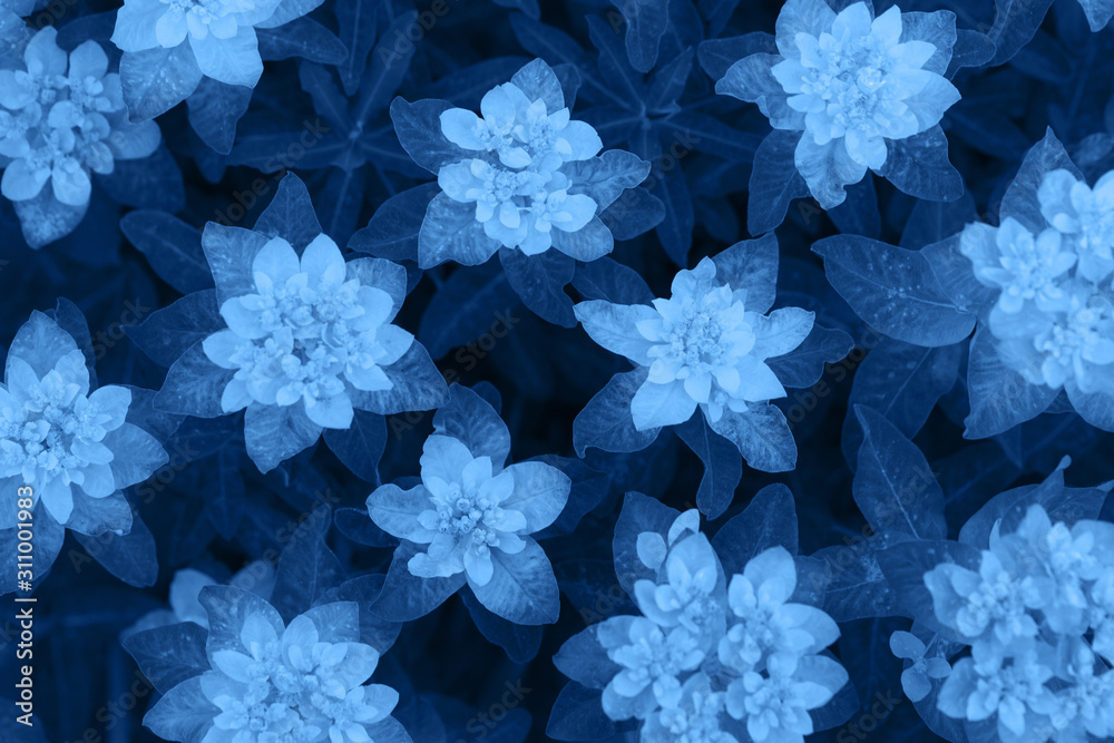 Classic Blue background. Color of the year 2020. Euphorbia epithymoides ...