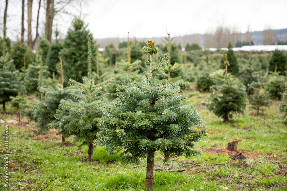 Short and stubby evergreen tree growing at a Christmas tree farm Stock ...