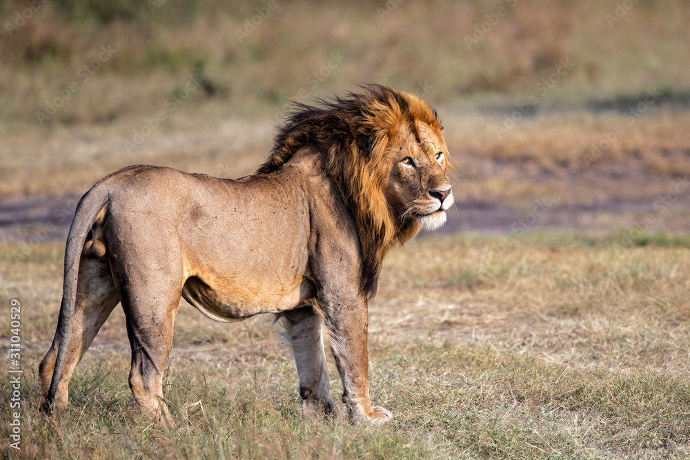 Lion - Dominant male on the savanna of the MasaiMara National Prk in ...