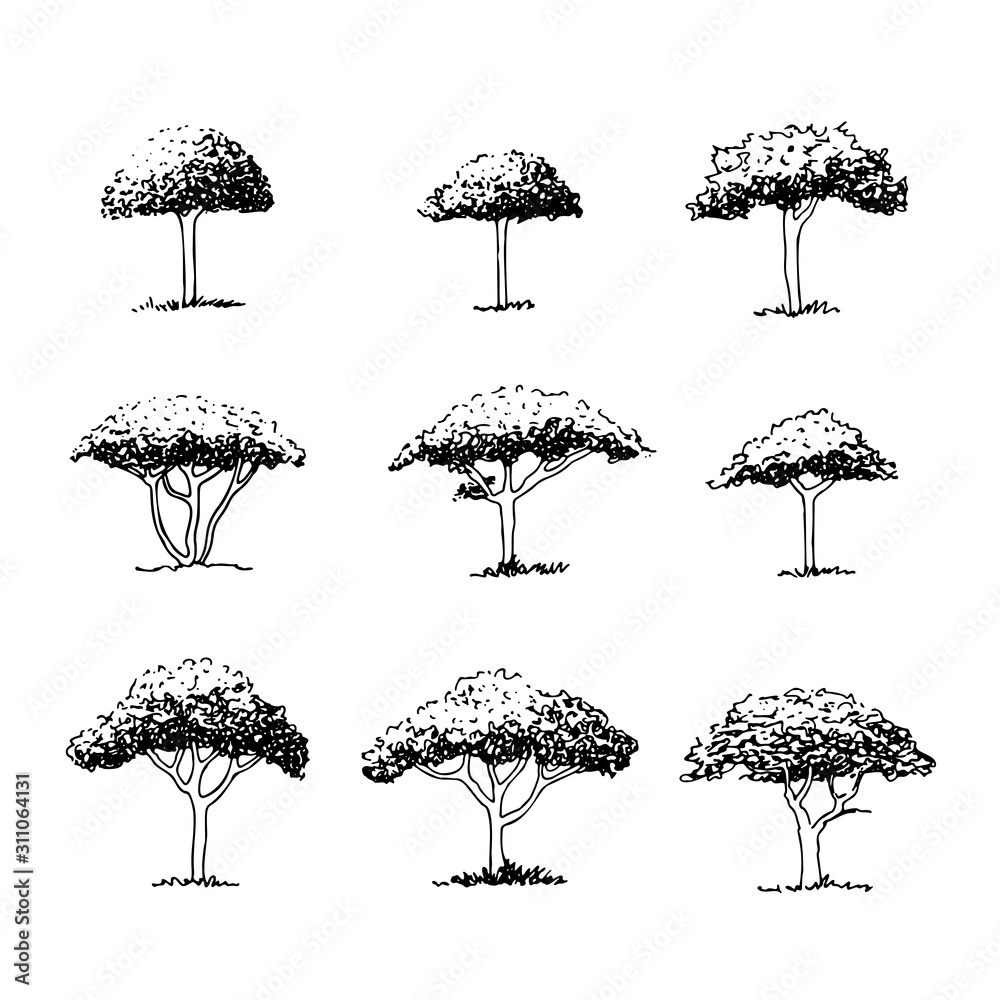 Set of umbrella trees, freehand sketch, vector architect landscape ...