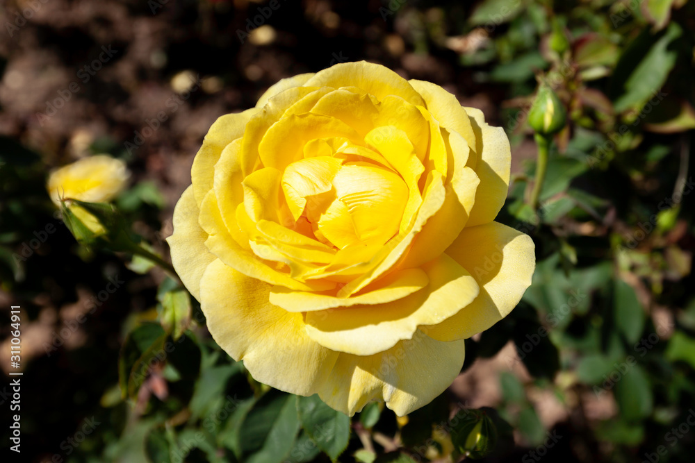 Yellow Rose Field