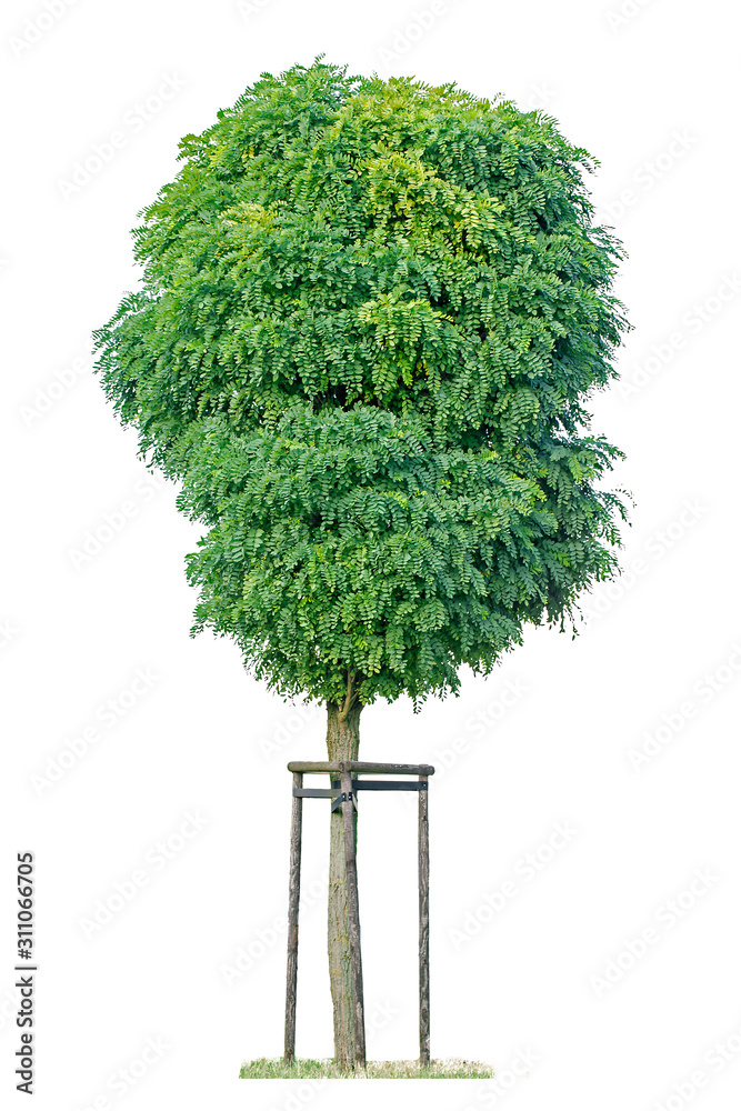 tree Robinia pseudoacacia decorative shape Globosa isolated on a white ...