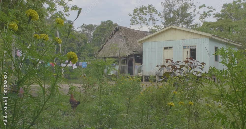 Tiny Houses in the Amazon Rainforest with a Hen Walking Free in the ...