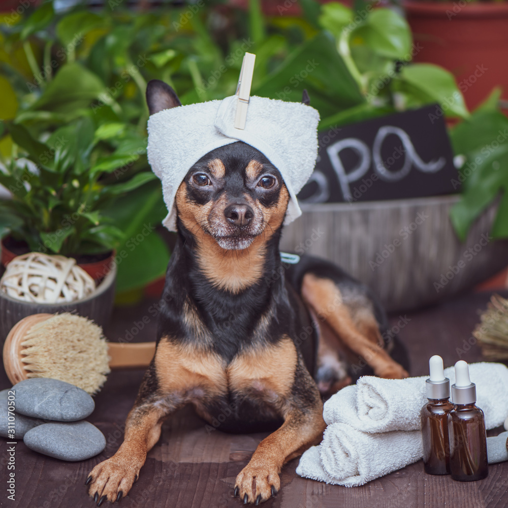Dog spa , Funny concept grooming, washing and caring for animals Stock ...