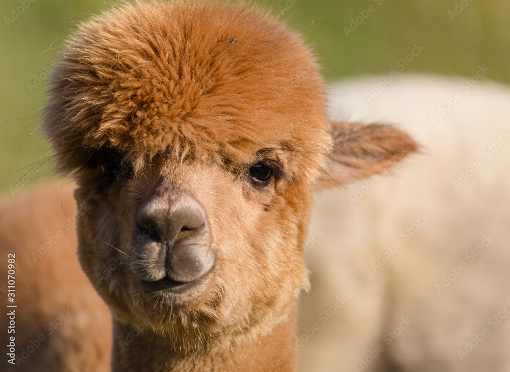 Alpaca Face