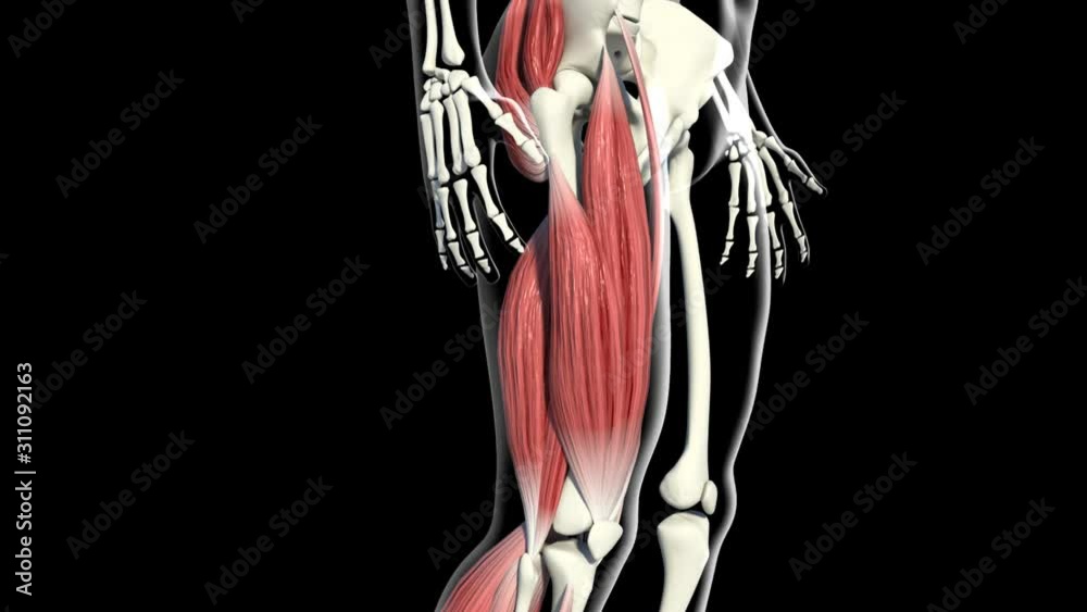 Quadriceps Muscles Stock Video | Adobe Stock