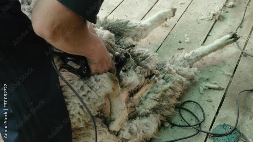 Men shearer shearing sheep at agricultural show in competition. The ...