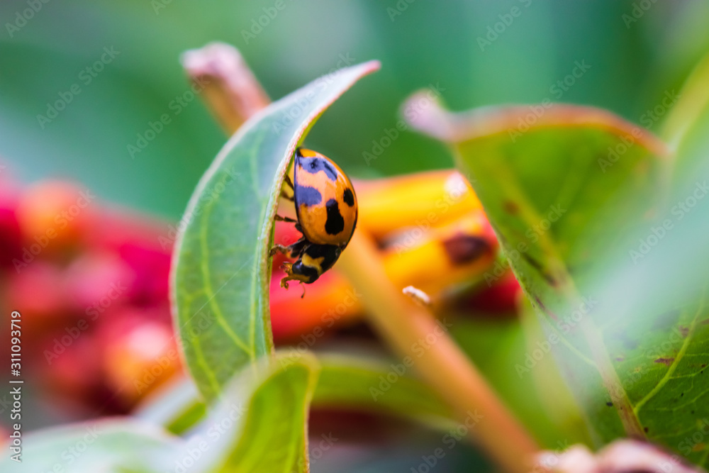 Macro Photography Ladybug Sitting on a azalea bushes leaf on a warm ...
