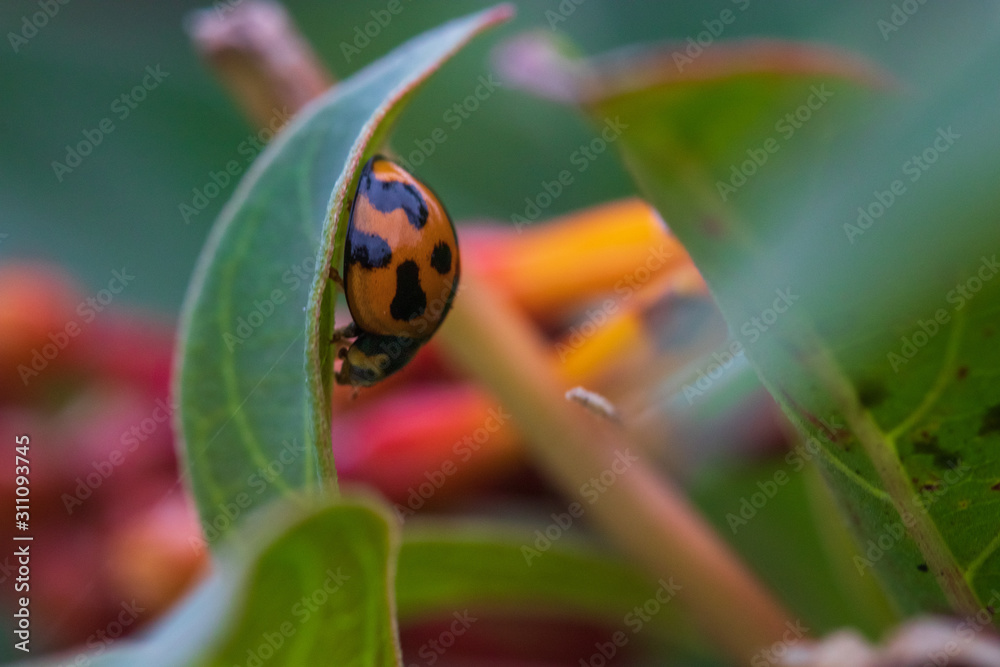 Macro Photography Ladybug Sitting on a azalea bushes leaf on a warm ...