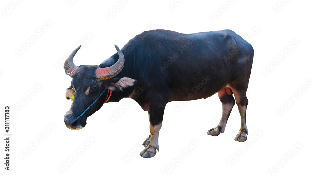 Burma buffalo isolated on white background Stock Photo | Adobe Stock