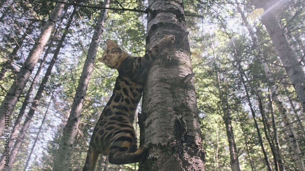 One cat in a city park. Bengal wildcat walk on the forest in collar ...