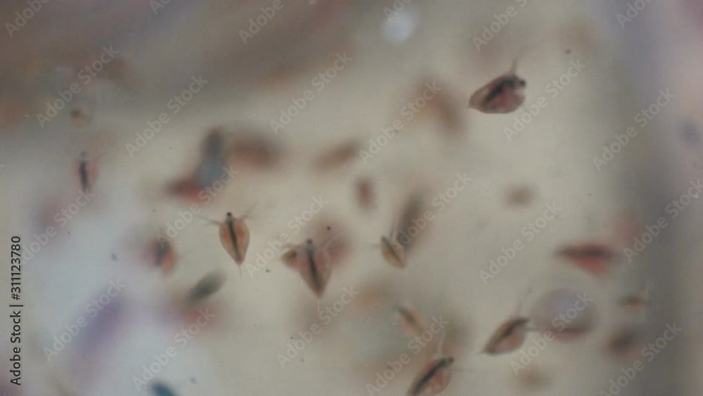 Daphnia magna is small planktonic crustacean and other small ...