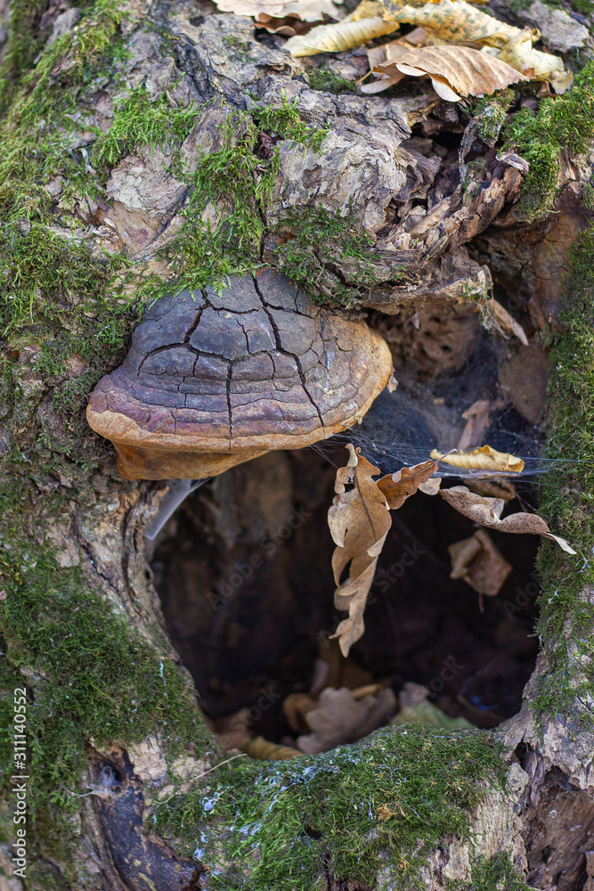 Mushrooms,the Fungus developing on the wood damaged by disease.to ...
