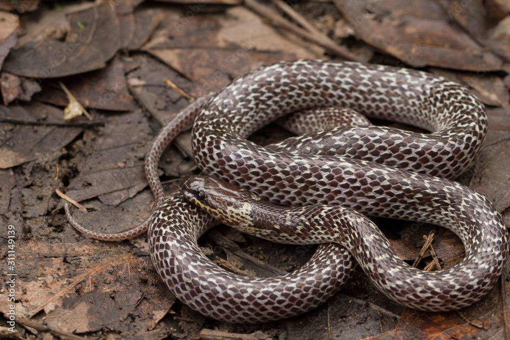 Oriental wolfsnake (Lycodon capucinus) found in tropical forest Though ...