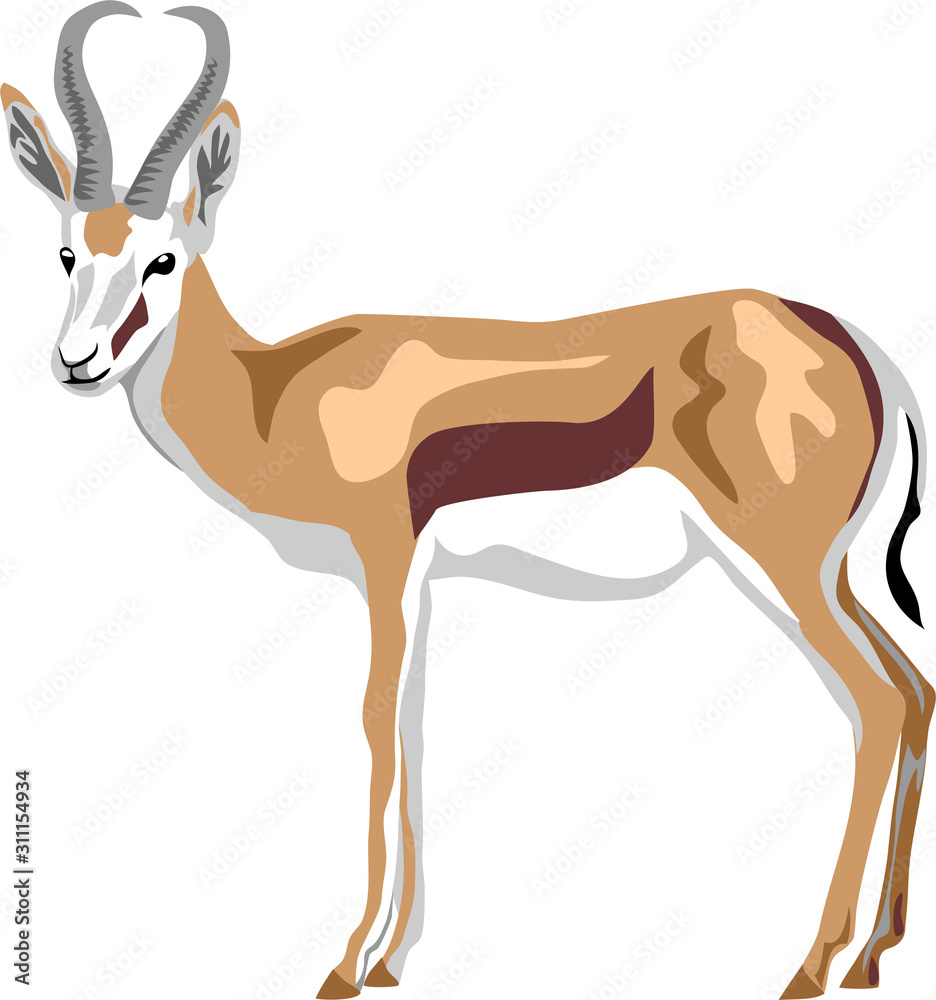 Springbok antelope - colour vector illustration Stock Vector | Adobe Stock