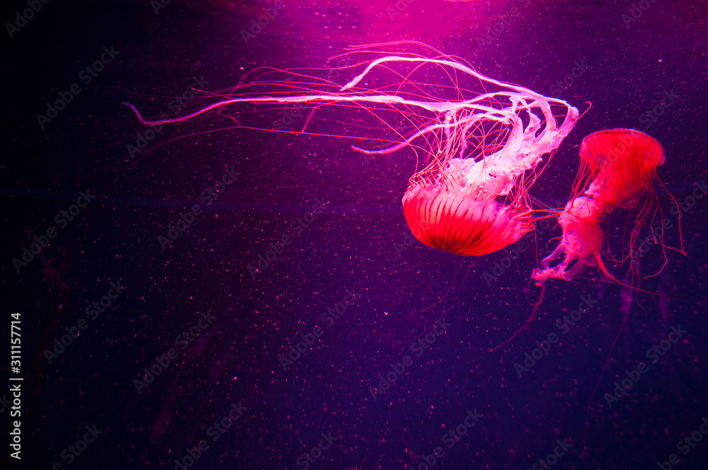 Beautiful coral color jellyfish in neon light floating in the aquarium ...